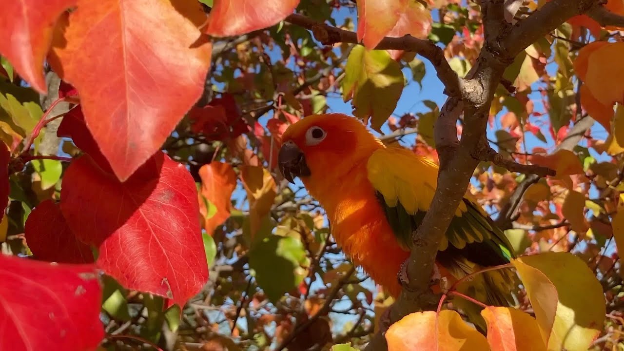 Sunny Sun Conure Playing in a Colorful Tree || Conure Enjoying Himself ...