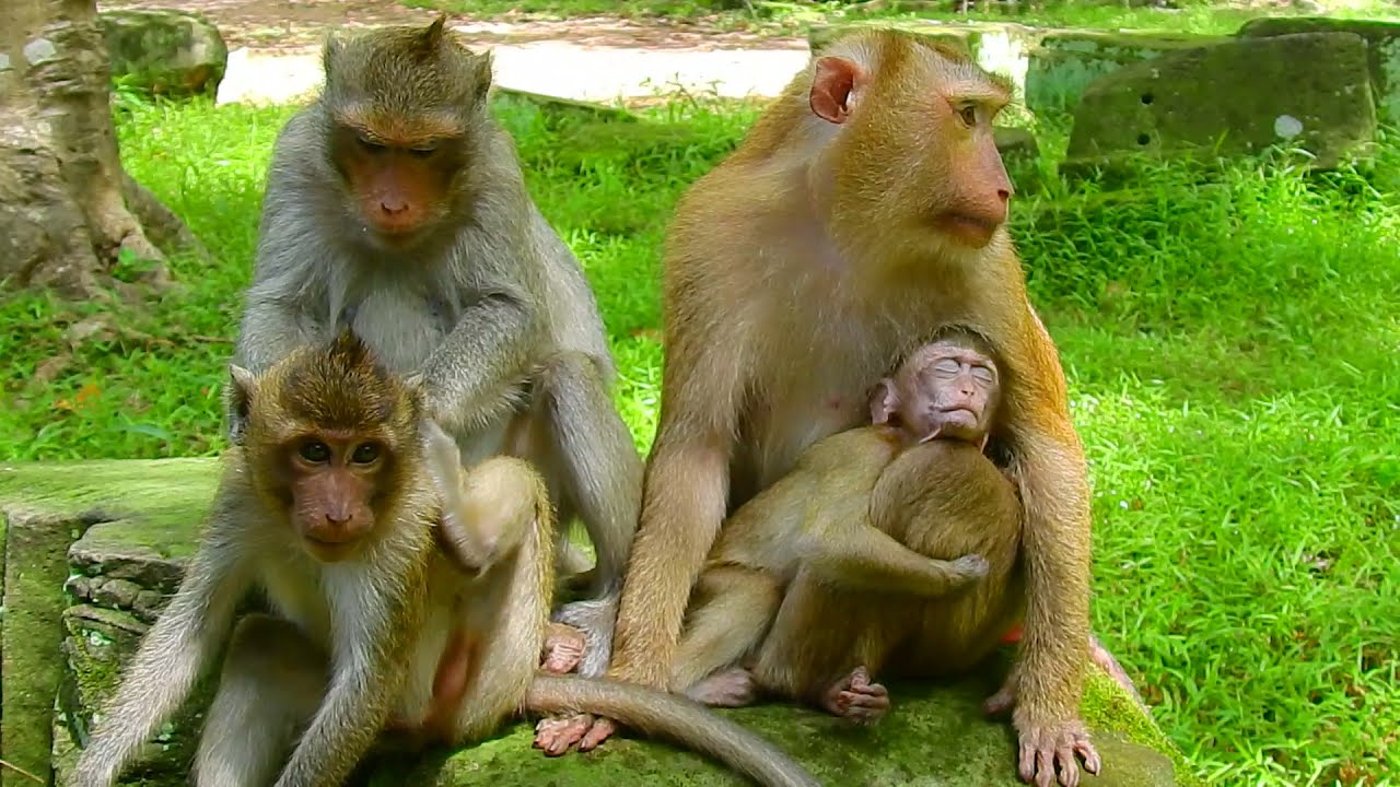 Oh What's the Matter To New Abandoned MONKEY? - YouTube