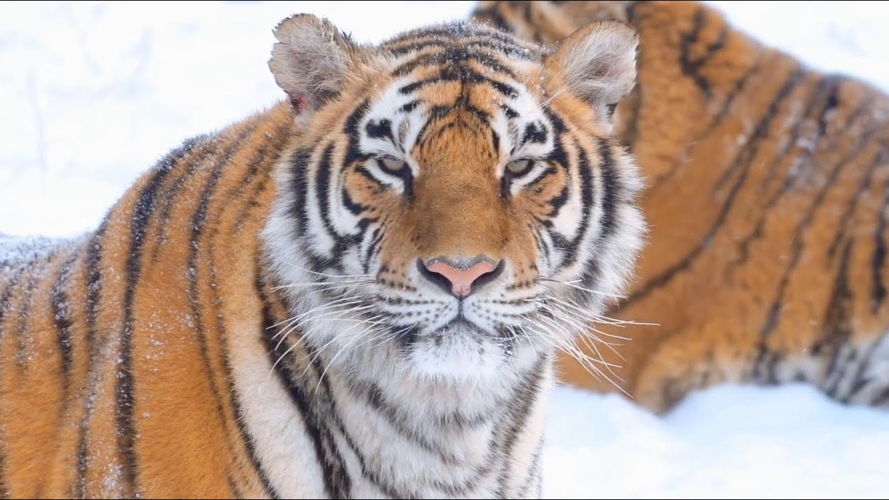 Villager survives tiger attack in NE China - YouTube