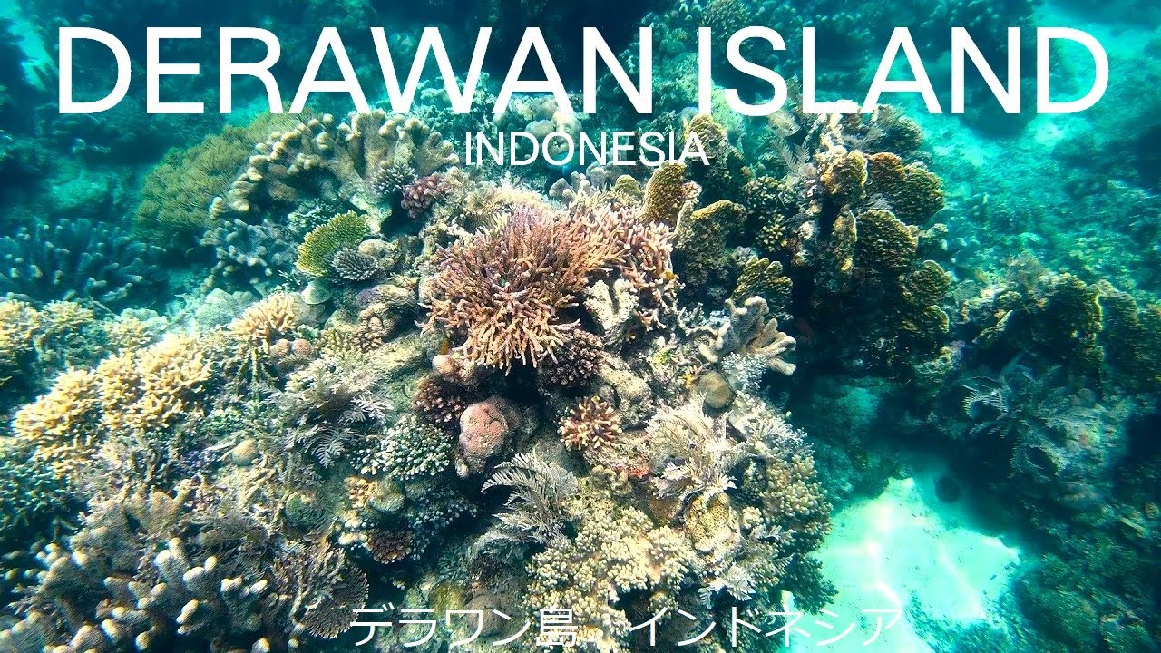 Snorkeling Derawan 360VR Kalimantan Timur Indonesia - YouTube