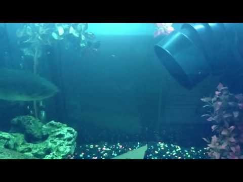 Large Mouth Bass eats Live Mouse