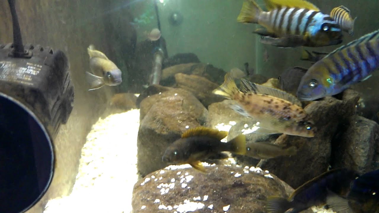 Wild metriaclima patricki chipoka chidunga rocks - YouTube