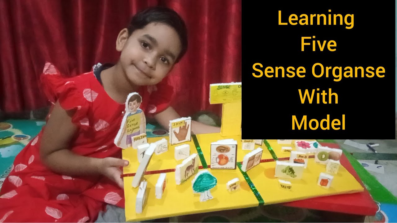 Sense organs model || Learning sense organs || Five sense organs model ...