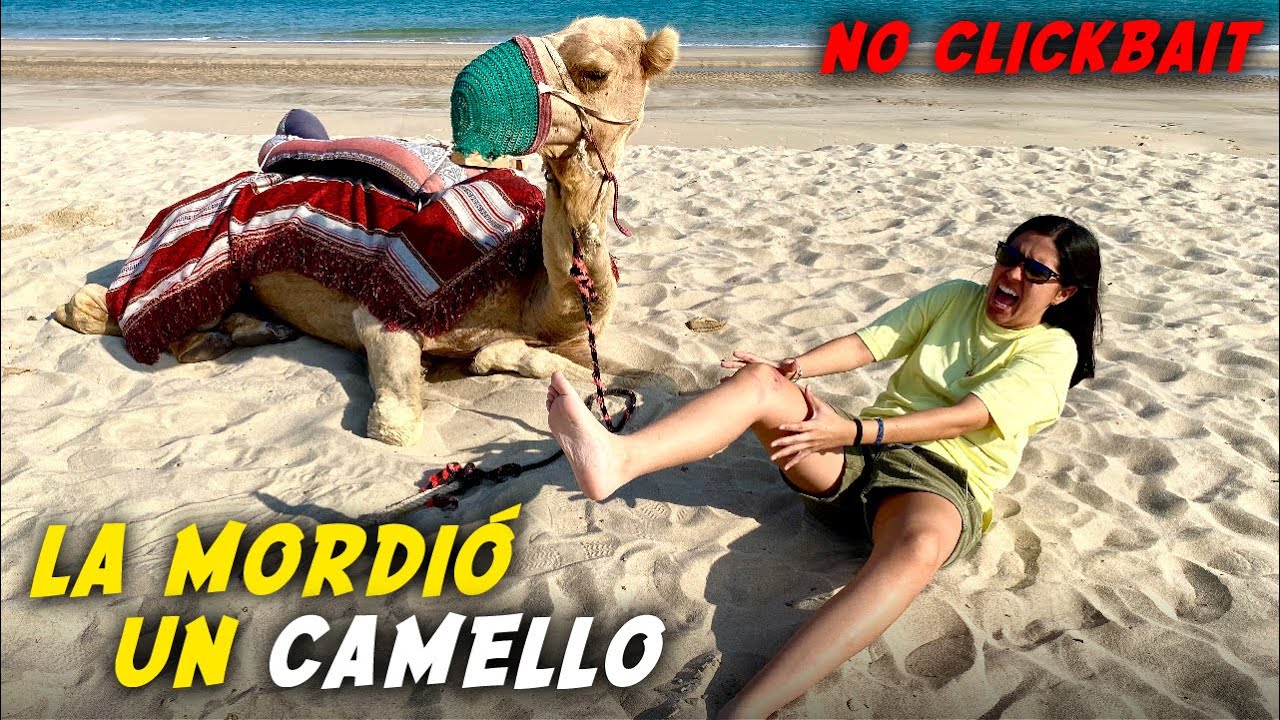 La MORDIÓ un CAMELLO en QATAR 2022 (no clickbait) | Dúo Dinámico - YouTube