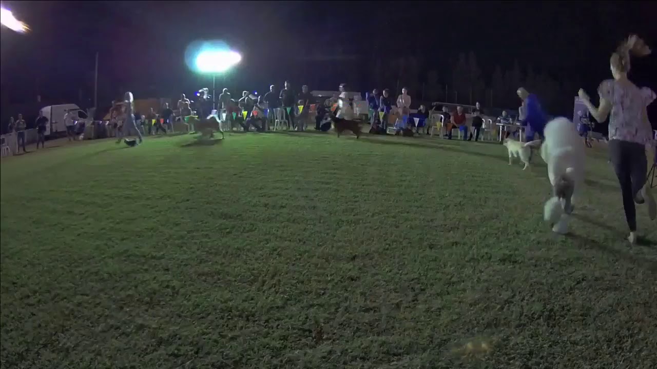 Dog Show Ring 5 / Day 2 - 09 Sep 2018 - YouTube