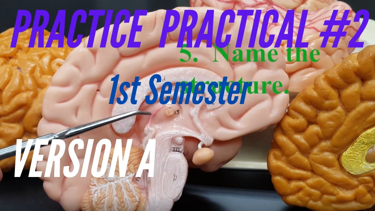 Anatomy Lab Practical Practice