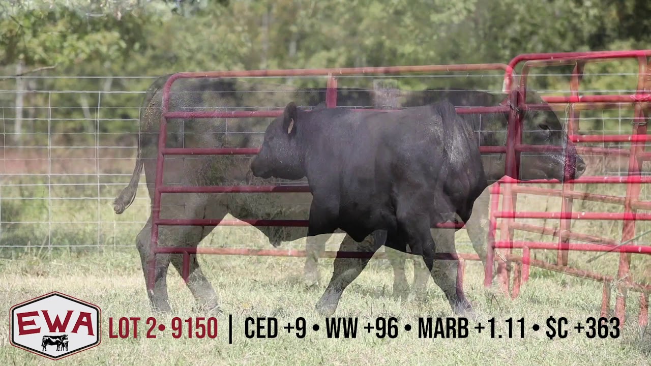 Edgewood Angus Fall 2020 Bull Sale- Lot 2 - YouTube