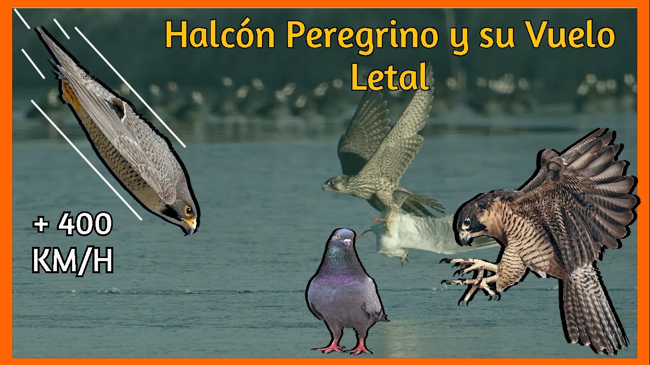 Así Caza el Halcón Peregrino a 390 km/h: ¡Impresionante! - YouTube