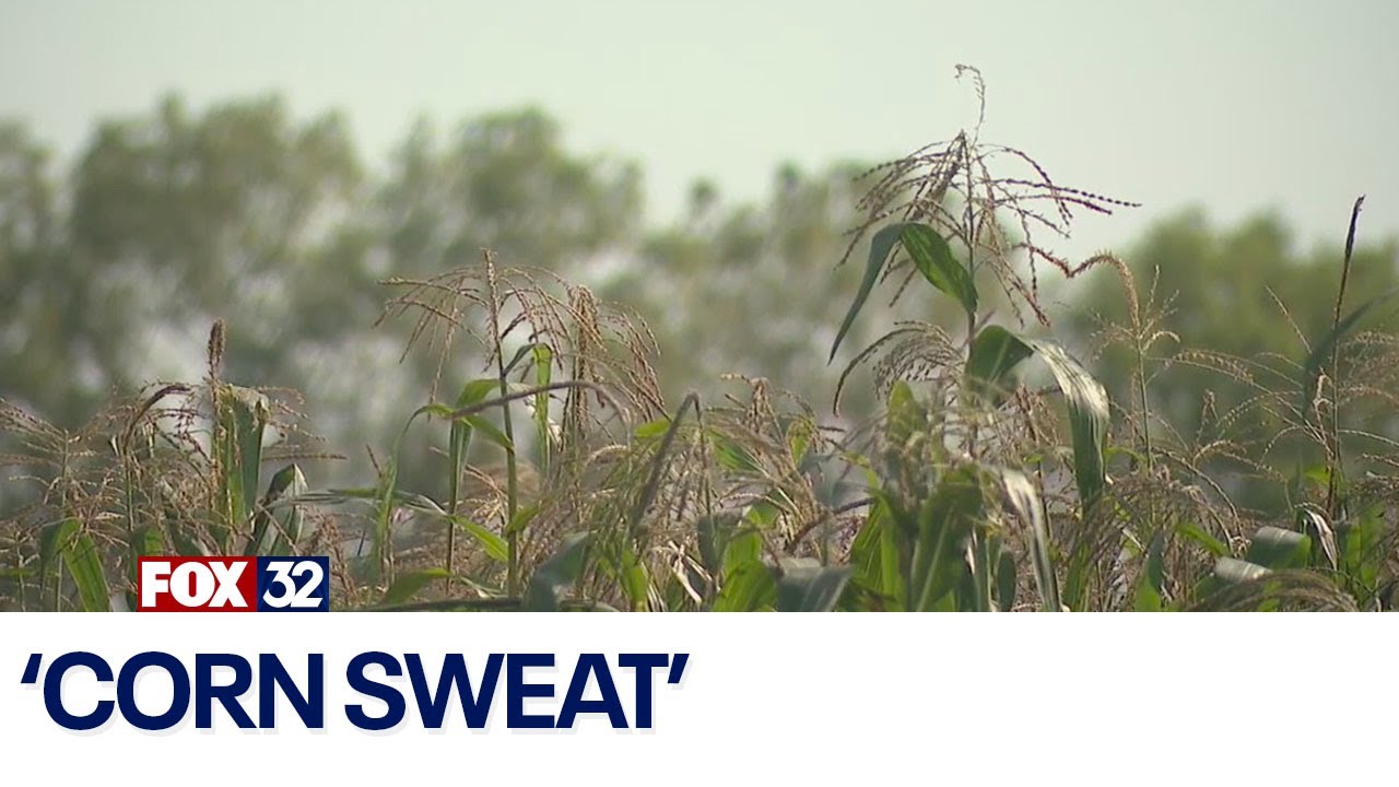 'Corn sweat': How Illinois crops are adding to the heat and humidity ...