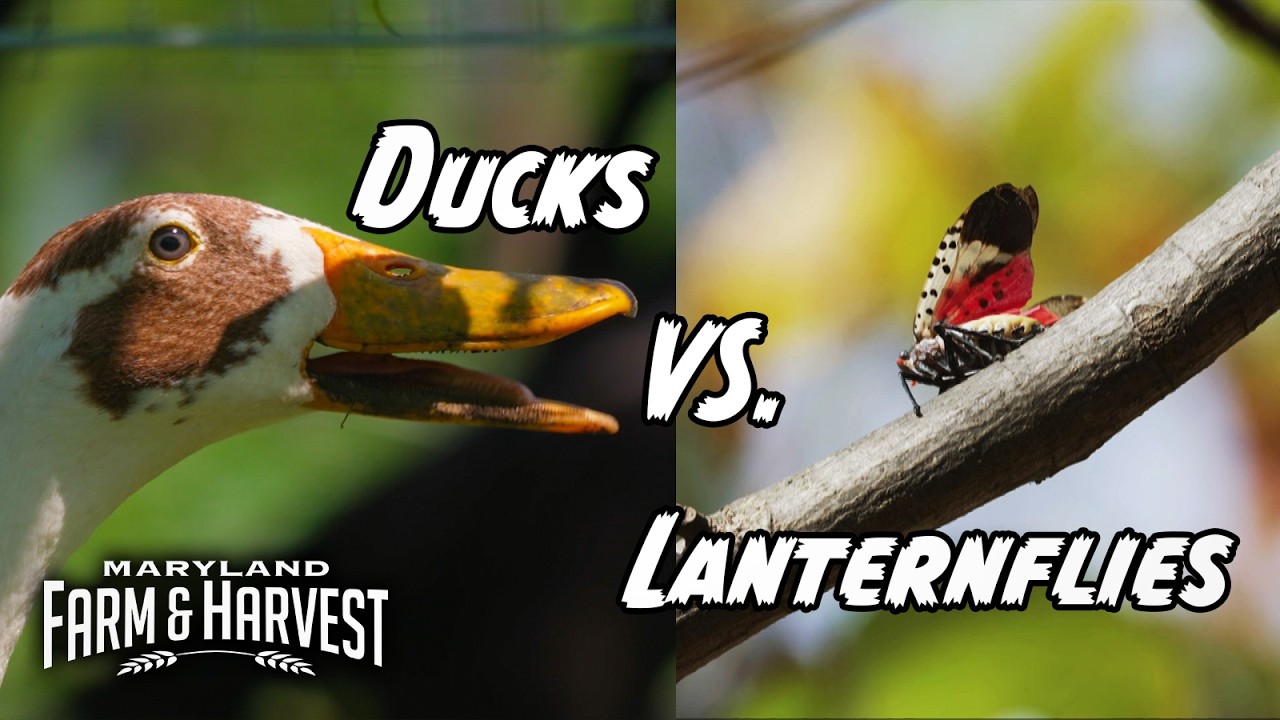Using Ducks to Fight Invasive Species! | Maryland Farm & Harvest - YouTube