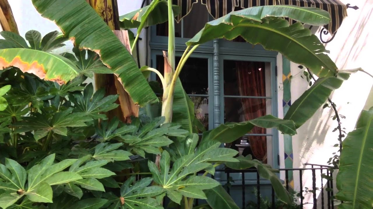 The Exquisite & Sublime Patio del Moro - 8 units in West Hollywood ...