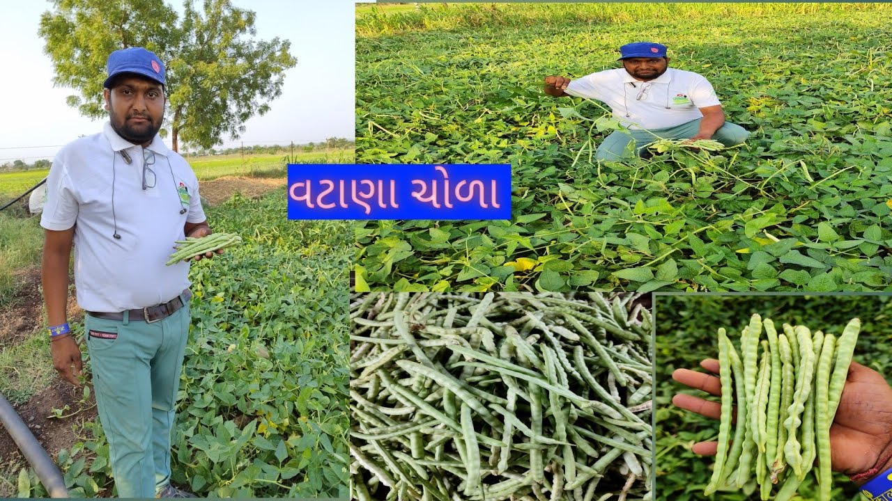 વટાણા ચોળાની ખેતી વિશે માહિતી |Vatana choli kheti vishay mahiti|# ...