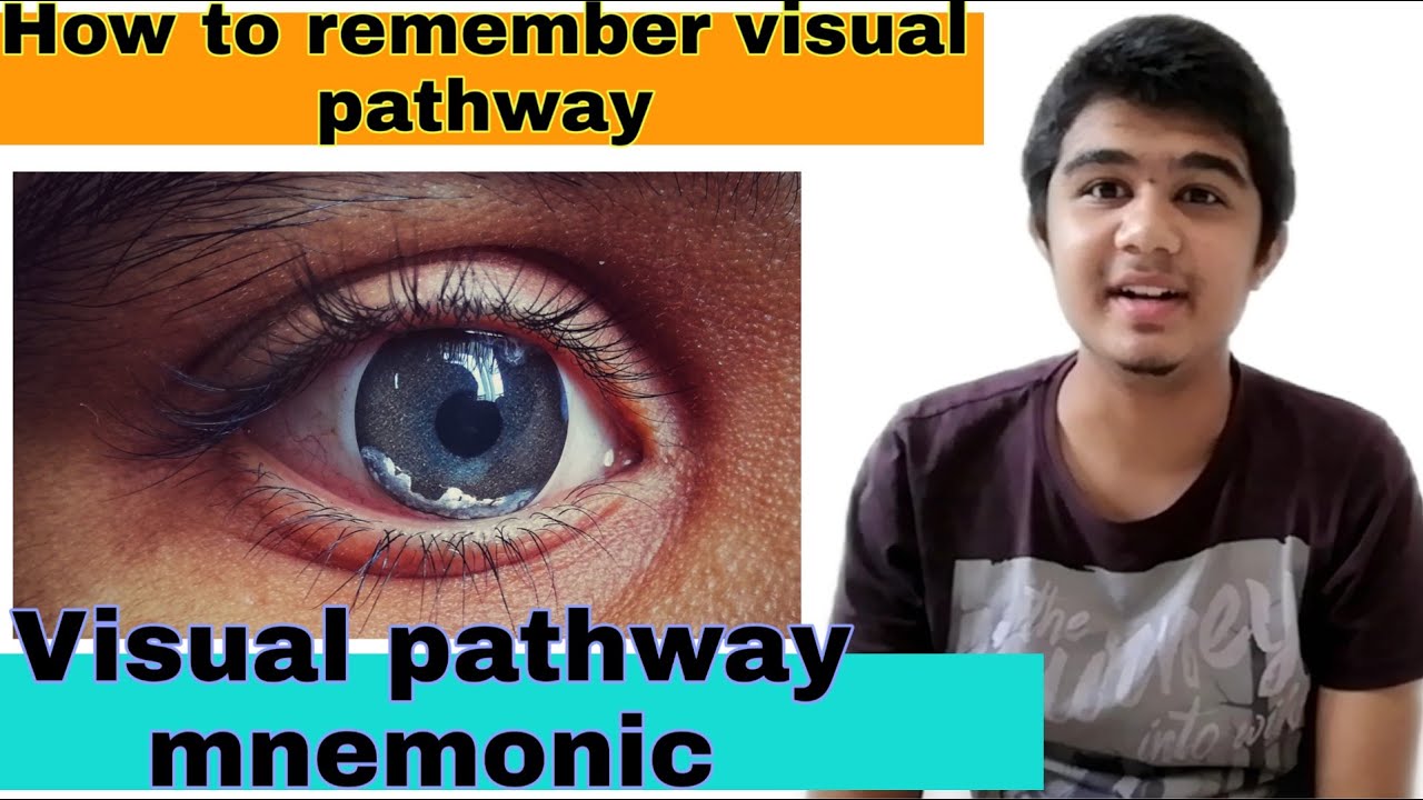 How to remember visual pathway |visual pathway mnemonic mbbs ...