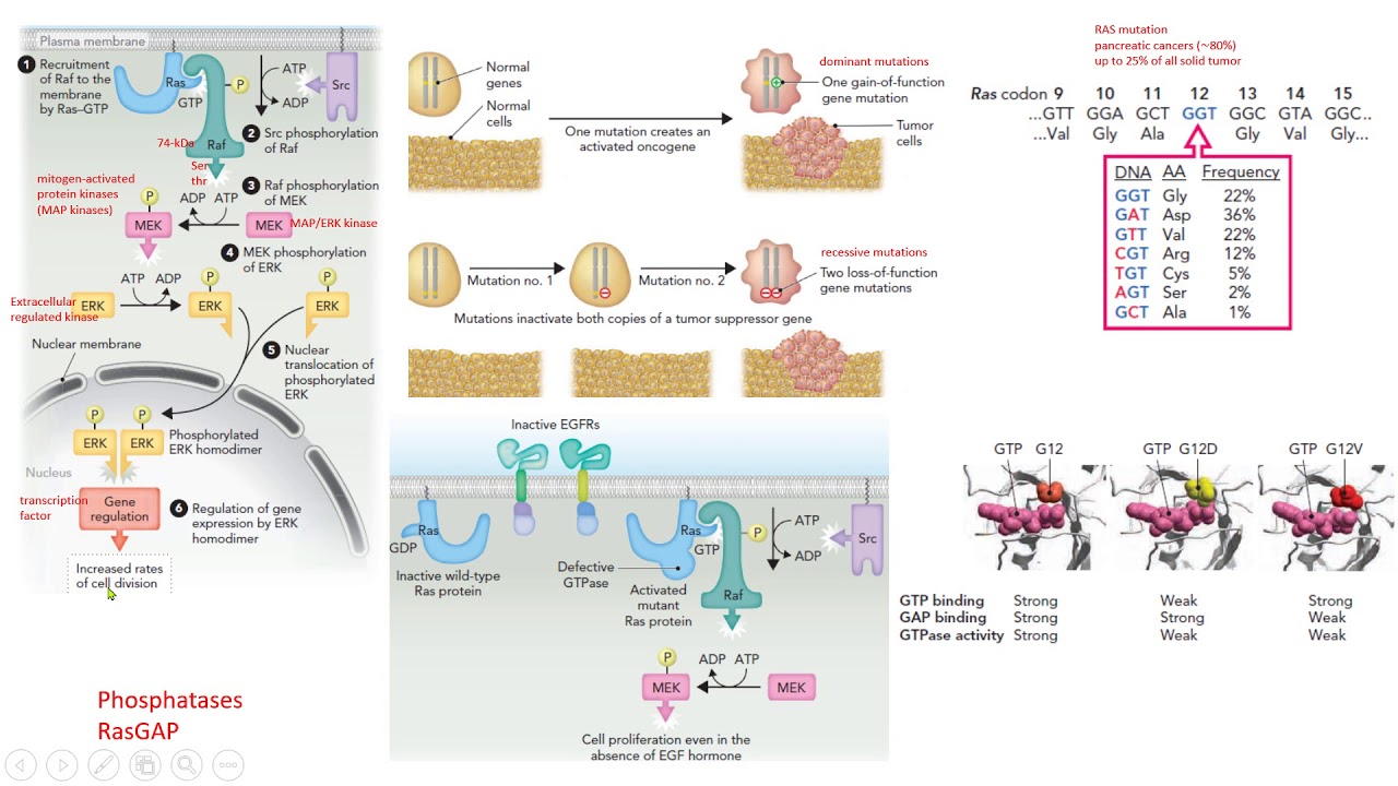 RTK Ras Raf MEK ERK Src cáncer biochemistry bioquímica - YouTube