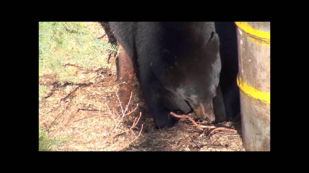 Jason's Bear - YouTube