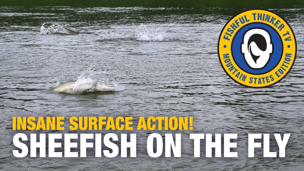 Insane Surface Fly Sheefish Action (fly fishing, Alaska fishing) - YouTube