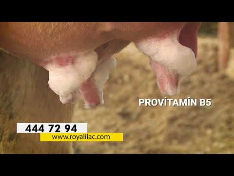 İneklerinizi sağıma hazır hale getirmek için - MASDİSİN TEAT FOAM / Royal İlaç