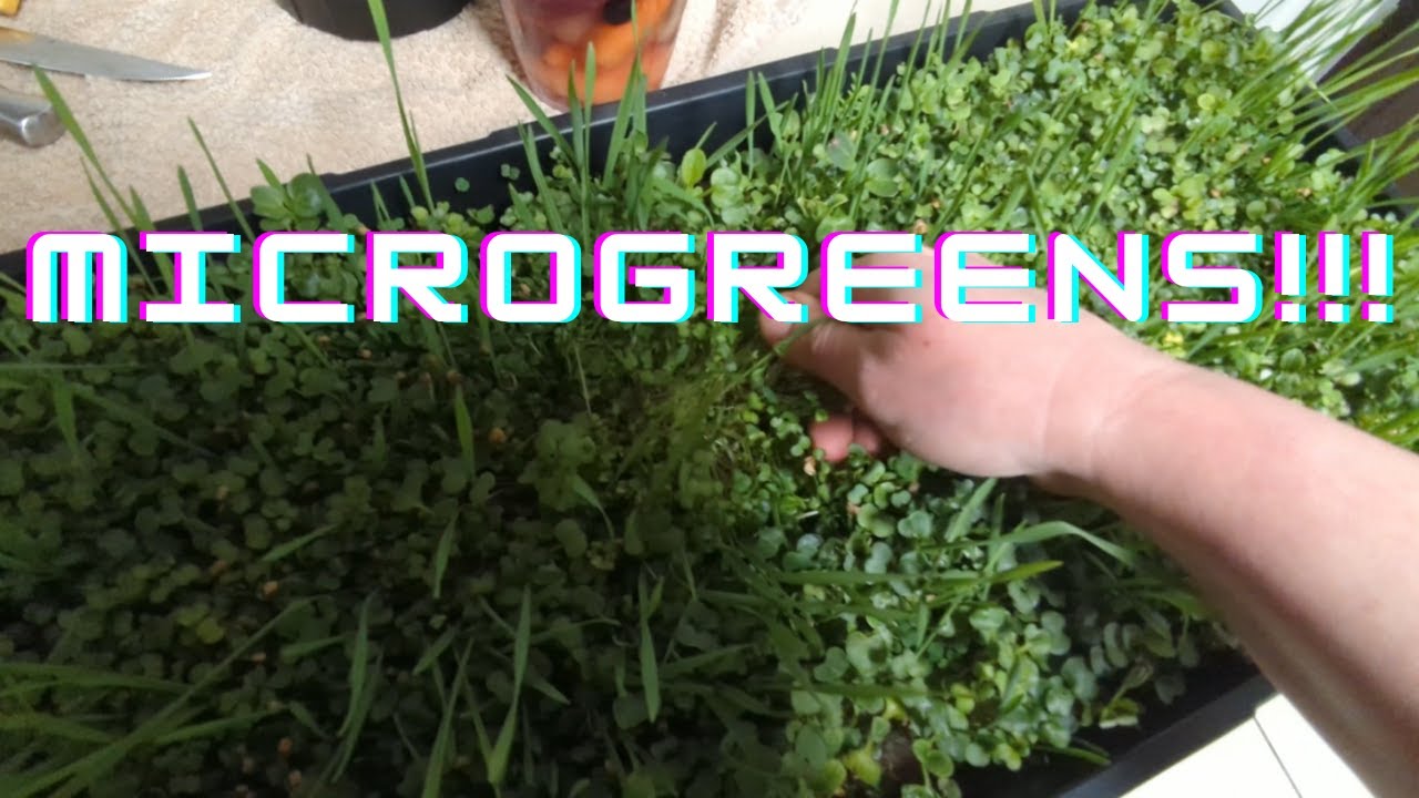 Microgreens on a Jute Mat! Success! | Gardening with Caitlin - YouTube