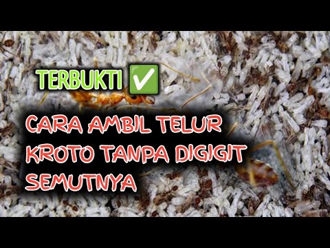 Cara Ambil Telur Kroto Tanpa Digigit Semut Rangrang 😉 - YouTube