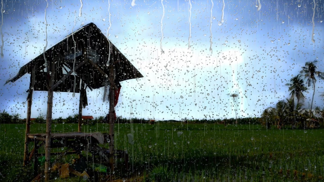 Heavy Rain and Thunderstorm in the Middle of Rice Fields - Rain Sounds ...