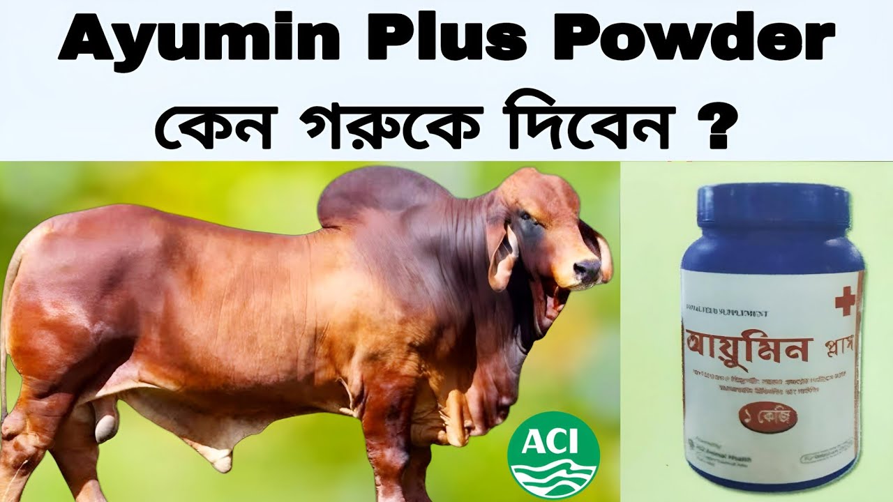 Ayumin Plus Powder কেন গরুকে দিবেন ? || ANIMAL HEALTH CARE - YouTube