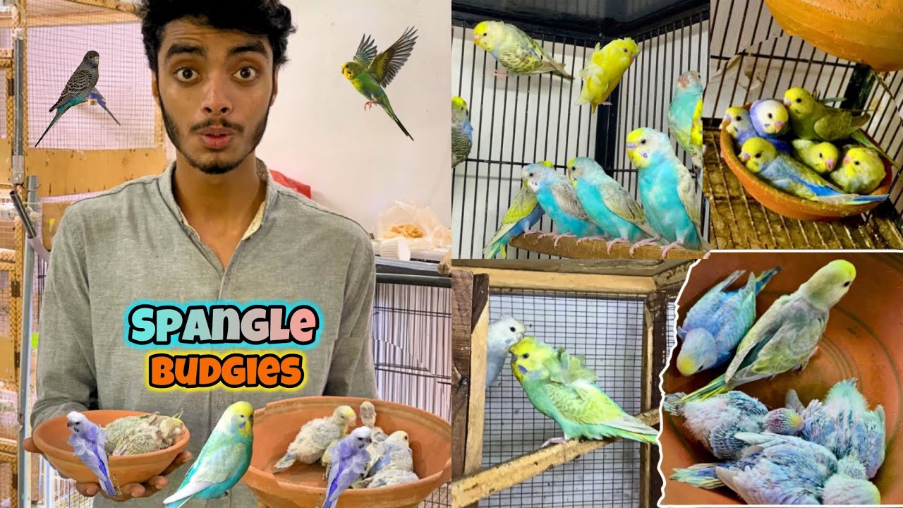 Spangle budgies k sb bachon ko ring phna diye😍|Colorfull budgies ...