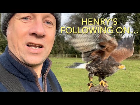 PT. 10 HOW TO TRAIN A HARRIS HAWK: training to follow on - YouTube
