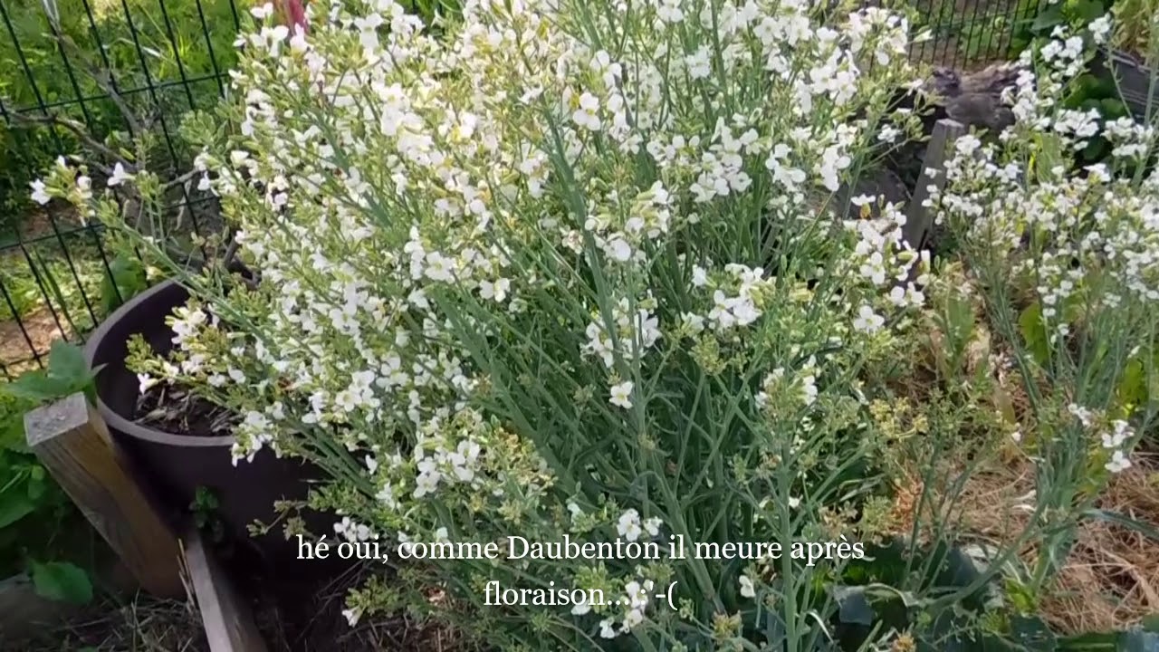 chou perpétuel "Nine Star Perennial" - YouTube