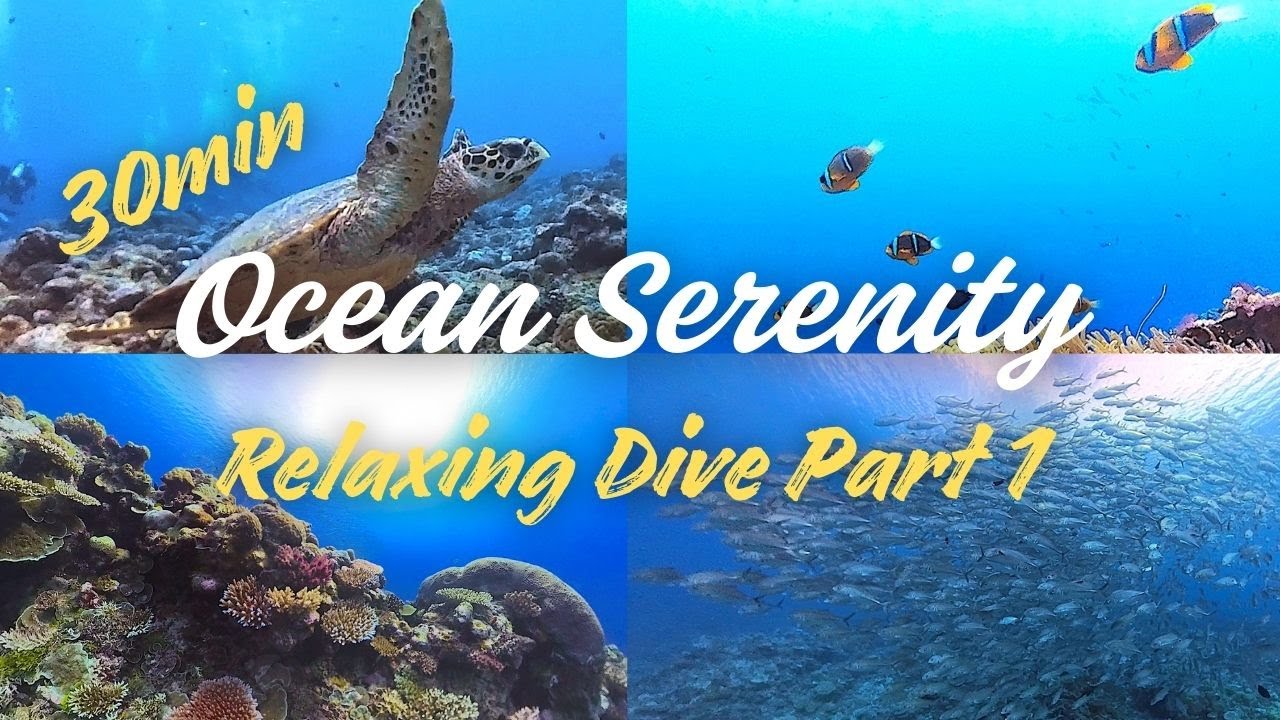 Ocean Bliss: Relaxing Dive with Turtles, Fish, and Coral Reefs｜30min ...