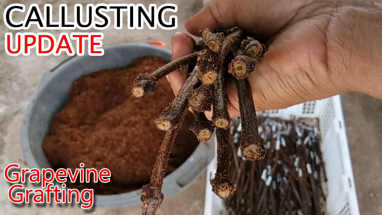 Grafting Grapevine Cutting vs Scion | Proses Callusting | Update H+20 ...