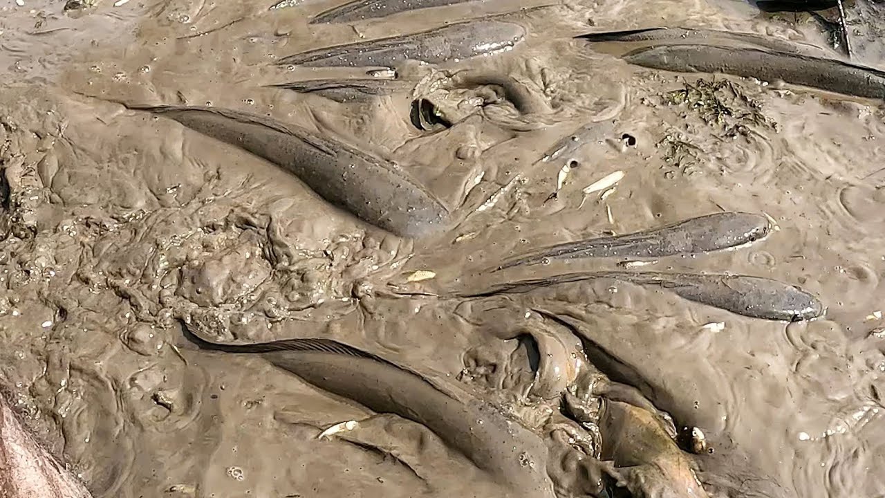 Unique Mud Fishing Video।। & Catch Snakehead Fish and Catfish Form Mud ...