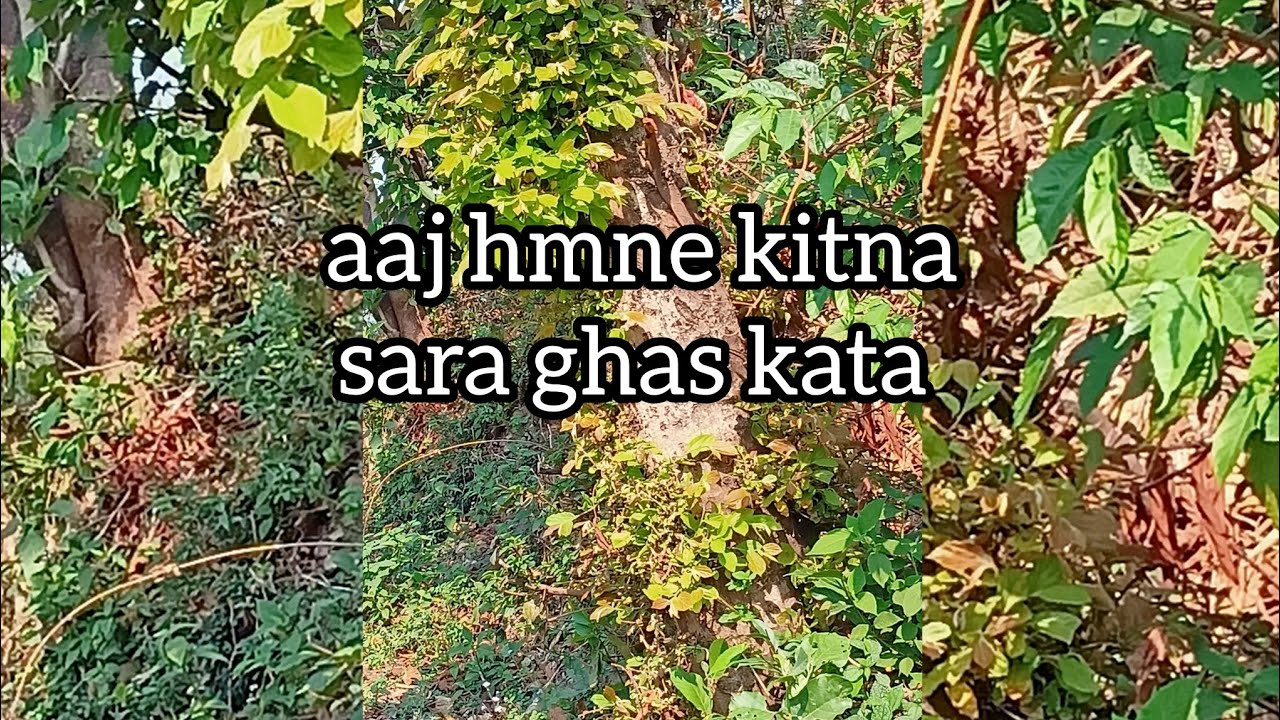 aaj hm ghas katne gy viral video 📸 like share subscribe and comment 😸 # ...