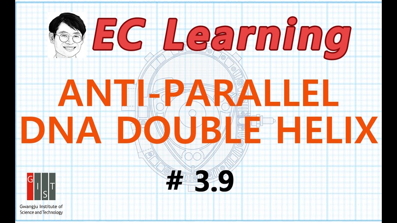 3.9 Molecular principles: Anti-parallel DNA Double Helix - YouTube