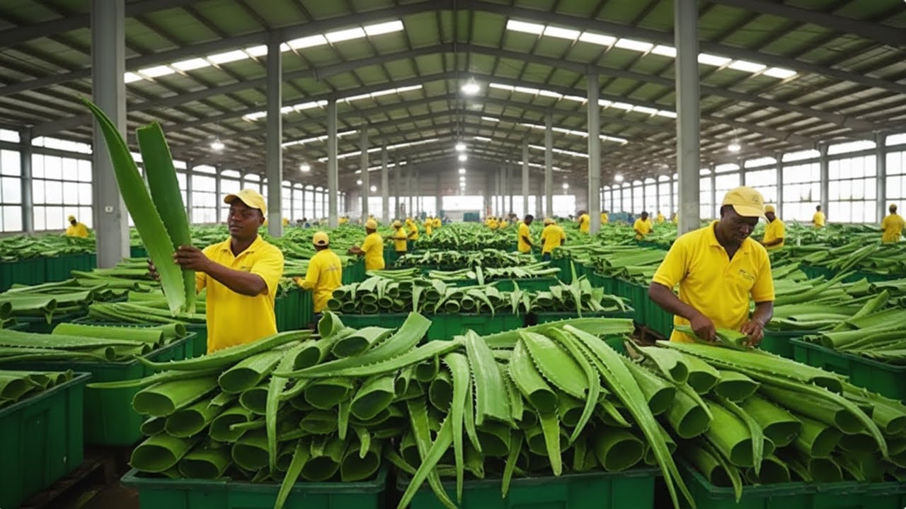 Inside a Modern Aloe Vera Gel Factory: How it’s Made on MASSIVE Scale ...