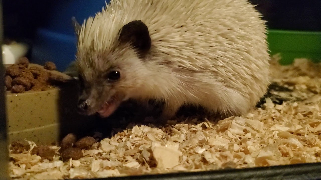 Hedgehog Enjoying Some Kibbles - YouTube