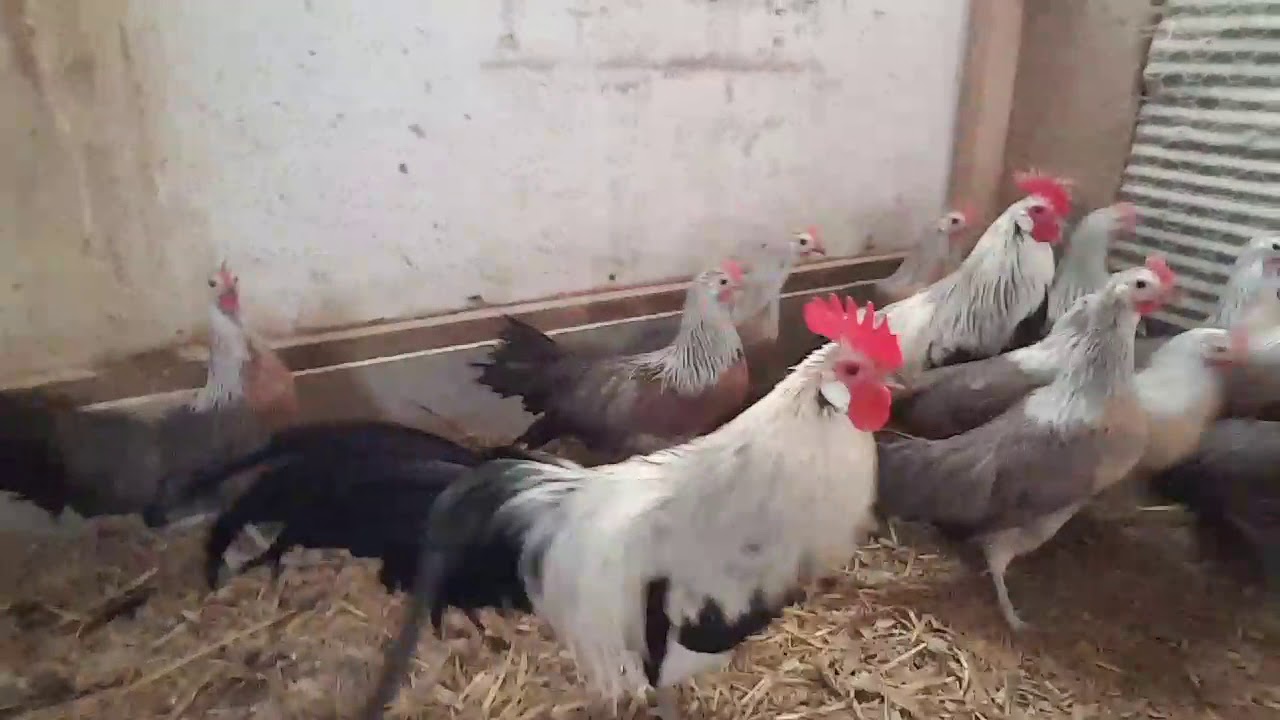 Silver Duckwing Phoenix bantams at Cackle Hatchery - YouTube