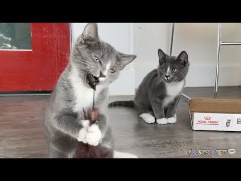 Rambunctious little kittens need homes - YouTube