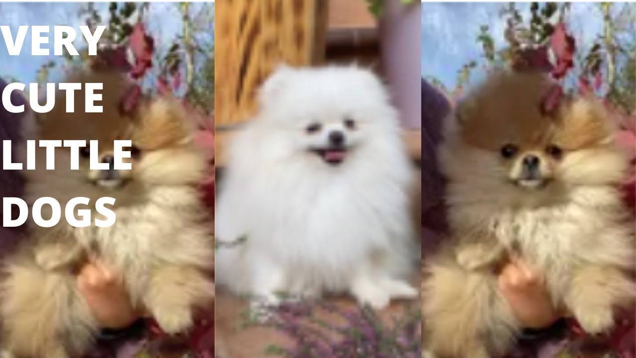 Cute Dogs Compilation #1 - YouTube