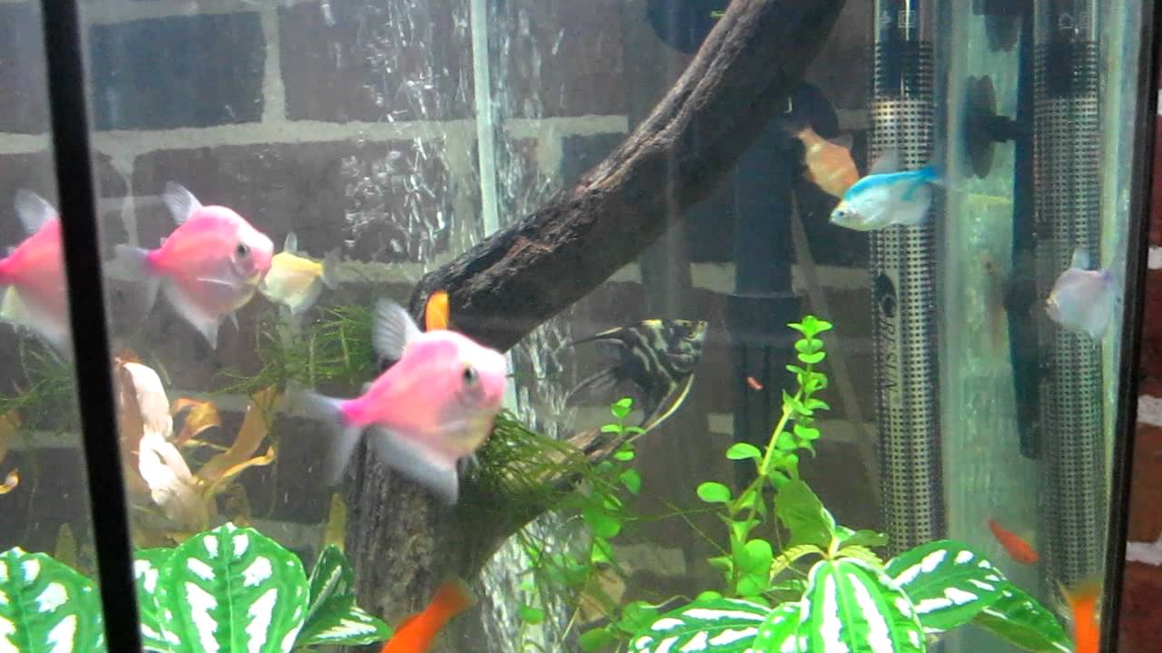 tiger barbs and other fish in small corner tank - YouTube
