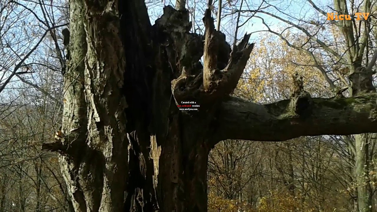 La plimbare prin padure/Prezint padurea personala - YouTube