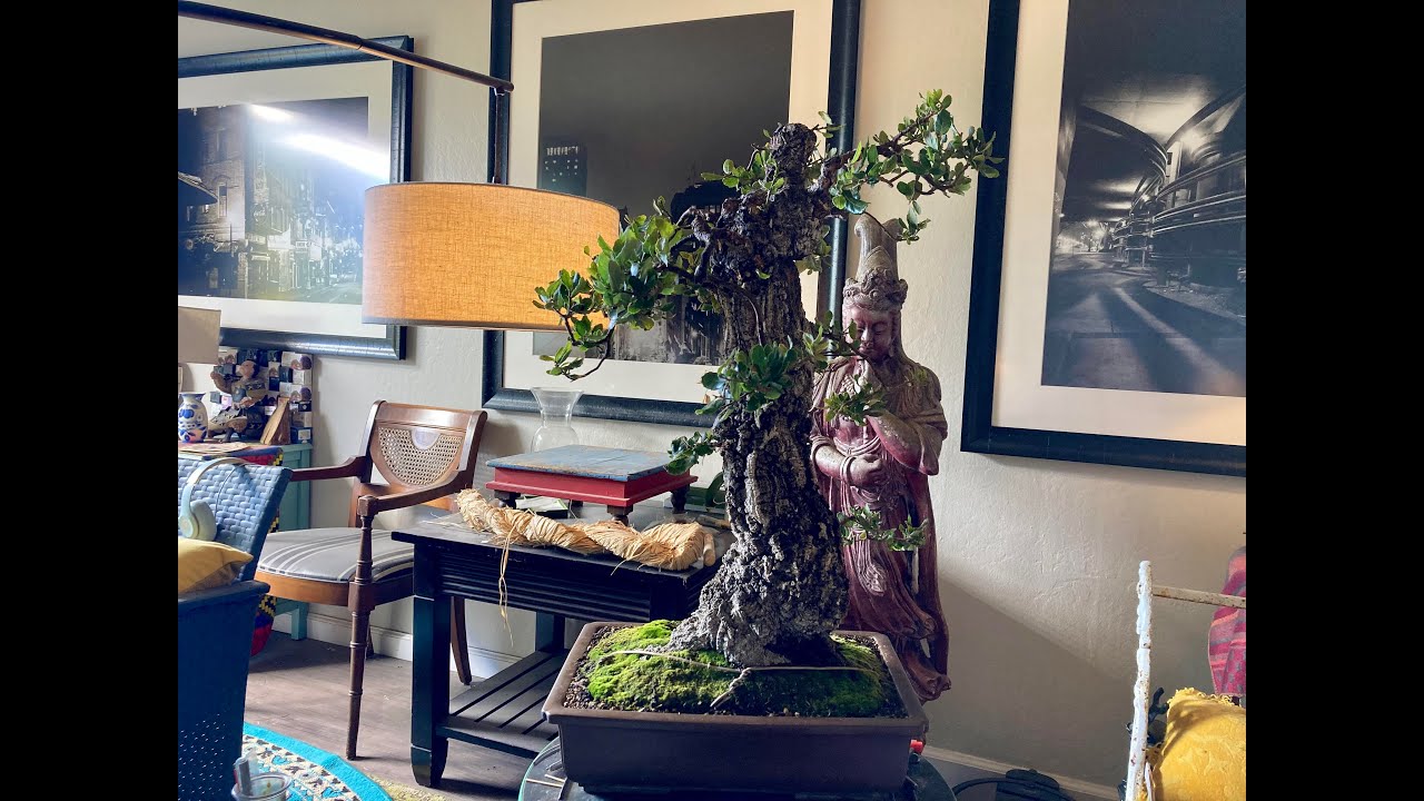 Patricia O'Connor, The Bonsai Balcony: Pruning my Cork Bark Oak Bonsai ...