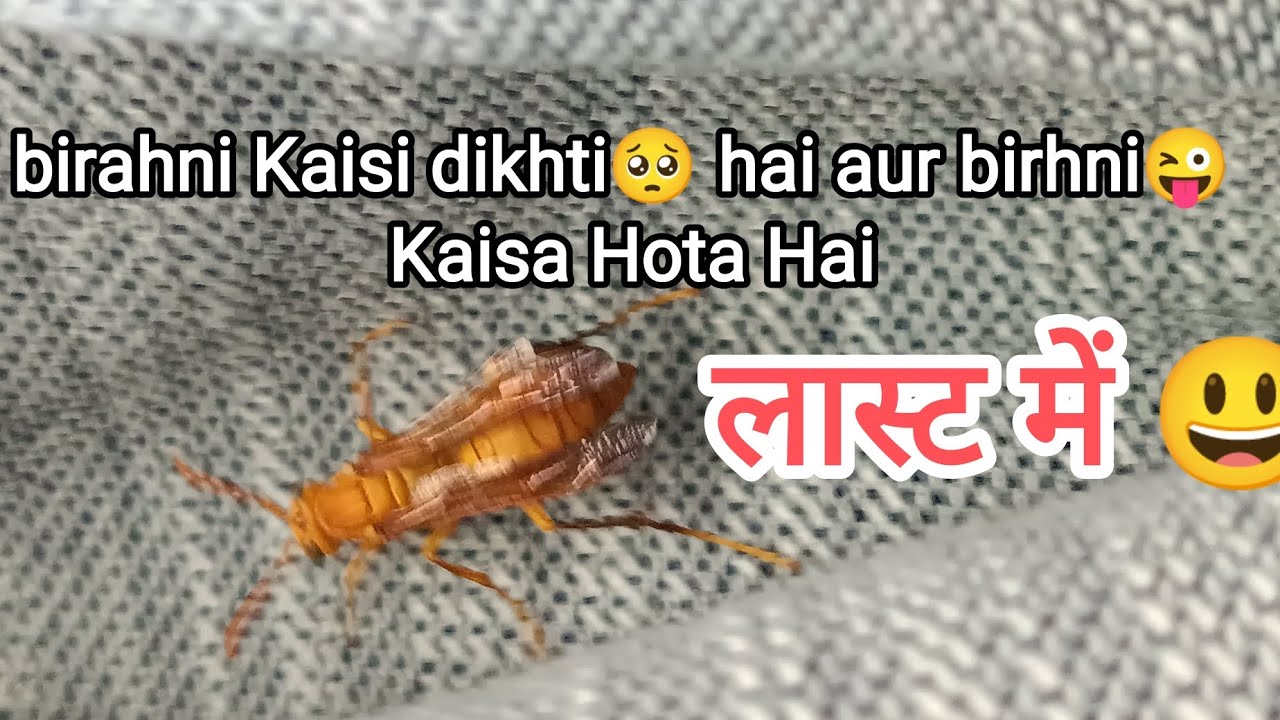 #birhani ka #video birhni #birhni #animal #trending 🔥🔥 #viral 🔥 #funny ...