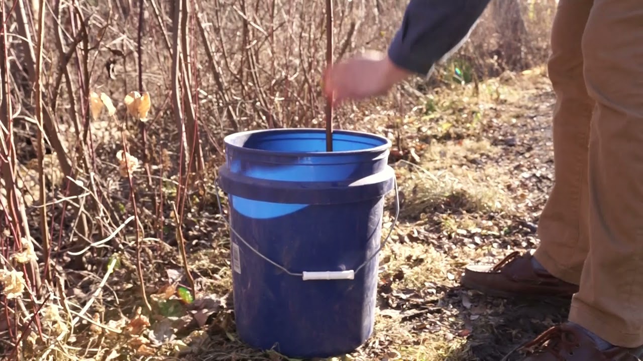 Learn more about the Live Stake planting process - YouTube