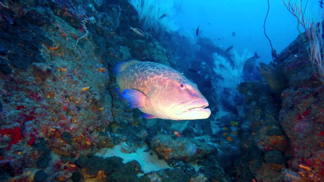 Back to Basics Adventures - Diving Atlantis Reef - Ponta do Ouro ...
