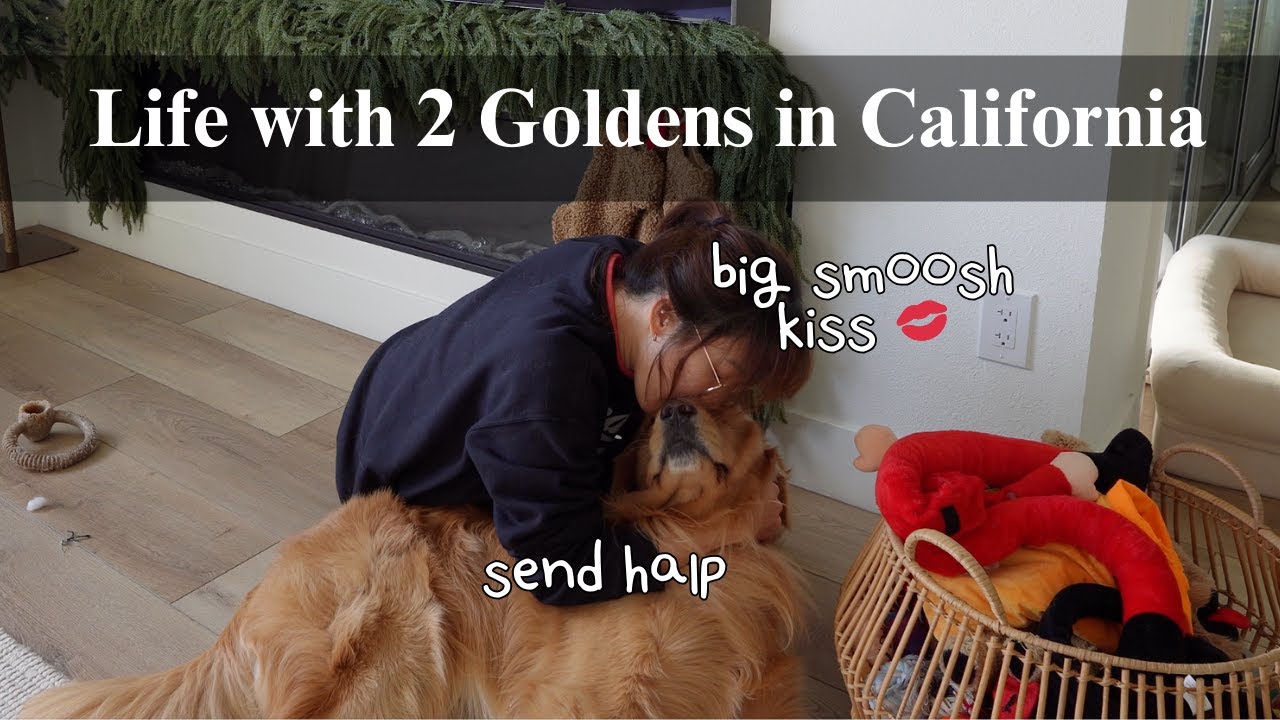 Realistic days of my life with 2 goldens | stay at home dog mom ...