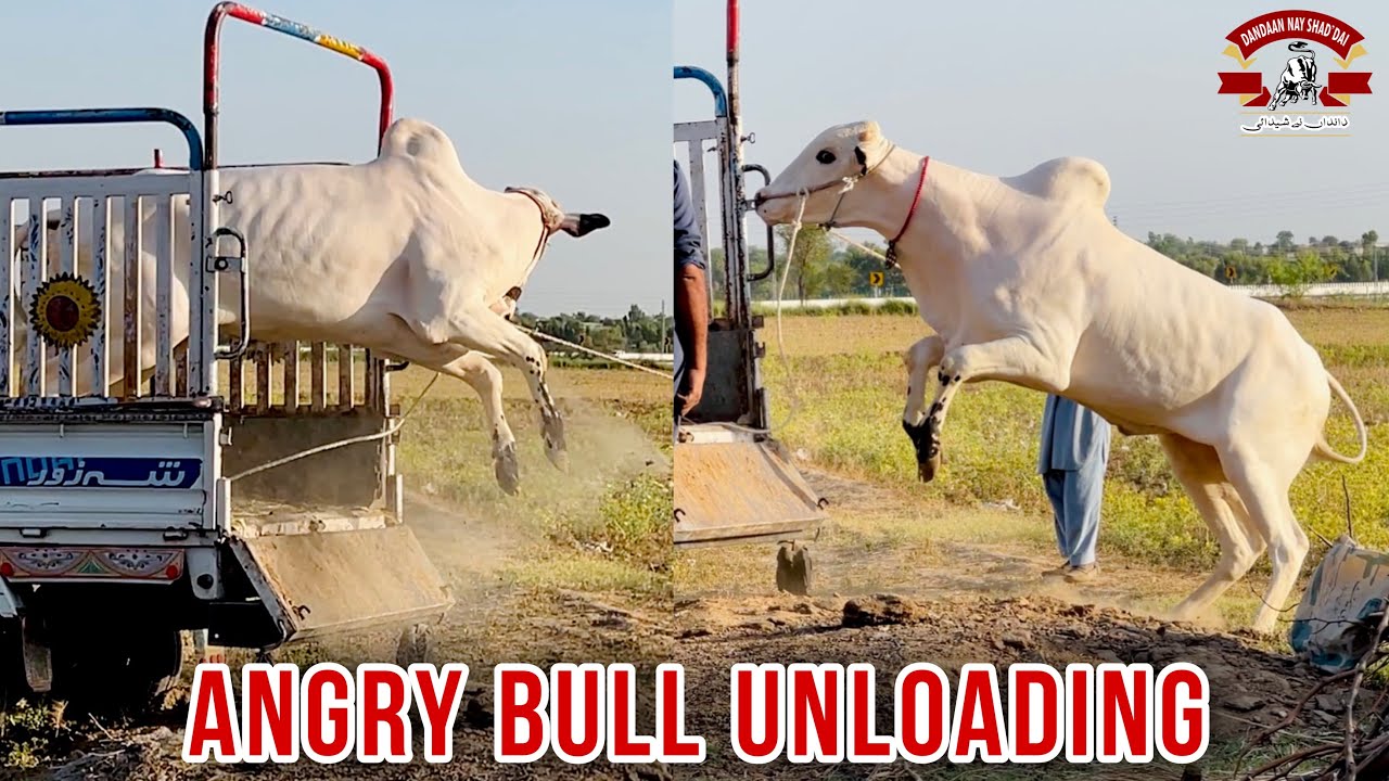 Angry Bull Unloading Video - Dangerous Bull - Dera Zulfi Daa 2024 ...