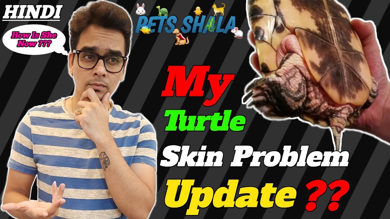 turtle skin problem hindi | turtles skin disease recovery | red skin ...