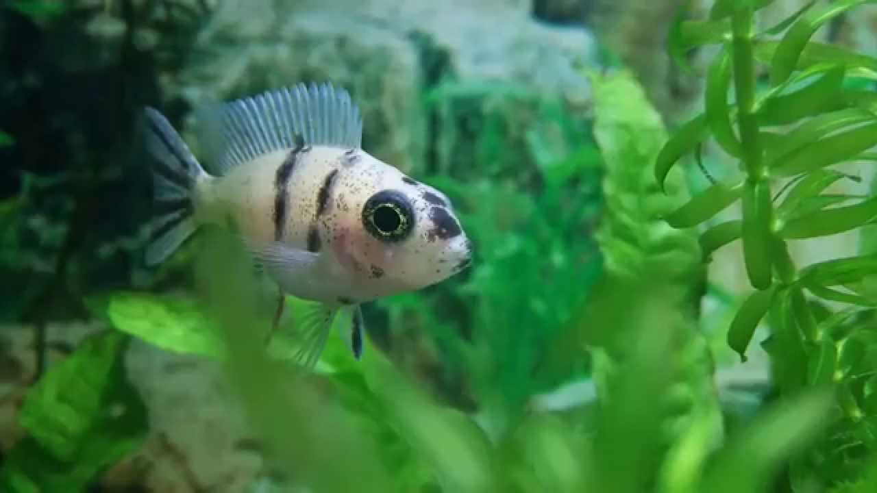 Marble Cichlid