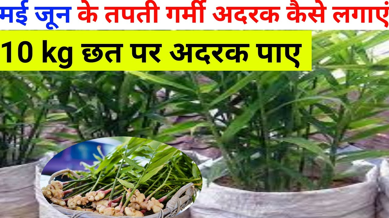 आज बोरी या गमले में अदरक कैसे उगाएं A to Z जानकारी ? How to grow ginger ...