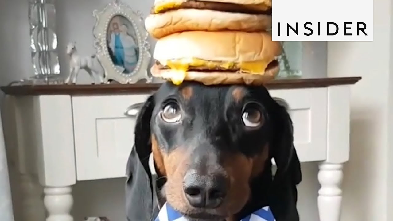 Harlso The Balancing Hound - YouTube
